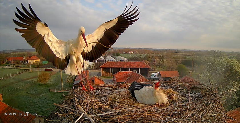 Pogledajte uživo kako rode Sara i Novko dobijaju ptiće