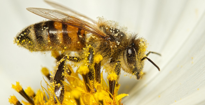 Svetski dan pčela 2024: pčele i mladi