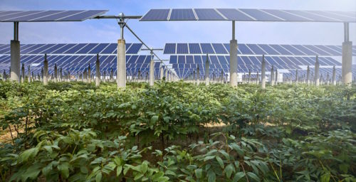 EU can meet its 2030 solar power target with agrivoltaics alone